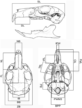 Notes on the taxonomy of mountain viscachas of the genus Lagidium Meyen ...