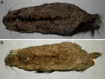 Notes on the taxonomy of mountain viscachas of the genus Lagidium Meyen ...