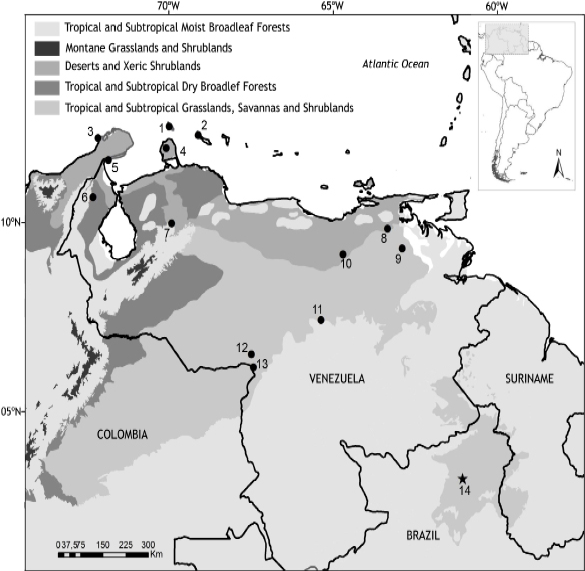 The first record of Calomys hummelincki (Rodentia: Sigmodontinae) from ...