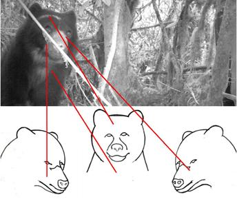 Comparative efficiency of photographs and videos for individual ...