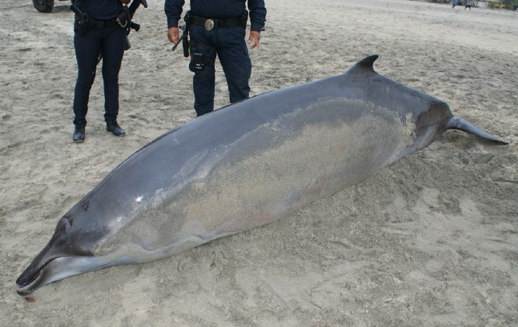 Biological observations and first stranding record of Mesoplodon ...