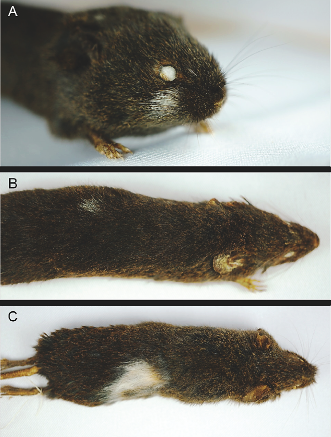 Leucism in Akodon affinis (Allen, 1912) (Rodentia: Cricetidae)