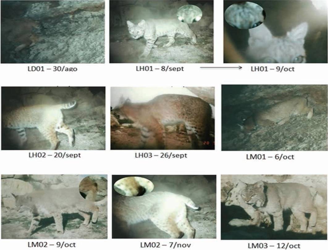 Diet and Abundance of Bobcat (Lynx rufus) in the Potosino-Zacatecano ...