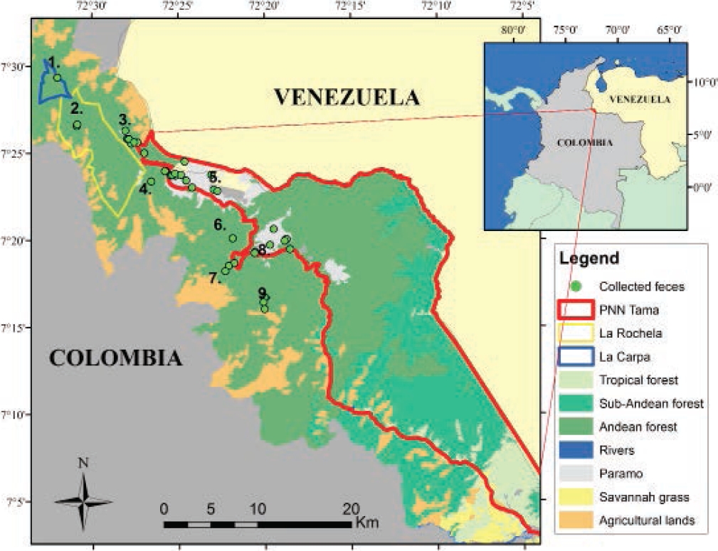 Food habits of puma (Puma concolor) in the Andean areas and the buffer ...