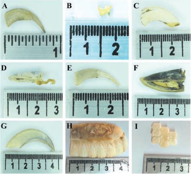 Food habits of puma (Puma concolor) in the Andean areas and the buffer ...