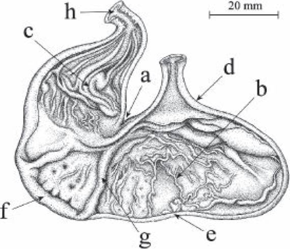 Morphology and stomach content of the Goldman´s diminutive woodrat ...
