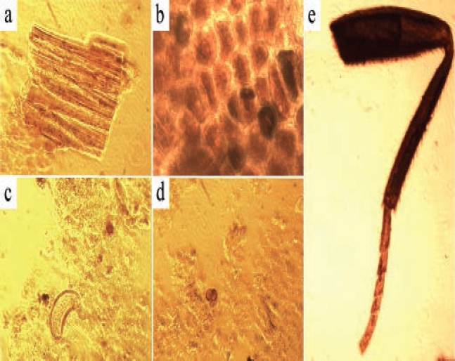 Morphology and stomach content of the Goldman´s diminutive woodrat ...