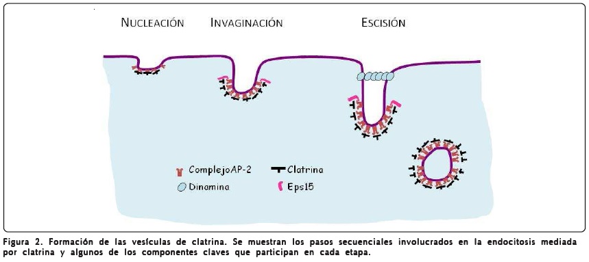 Mecanismos de entrada de virus: una manera de conocer a la célula