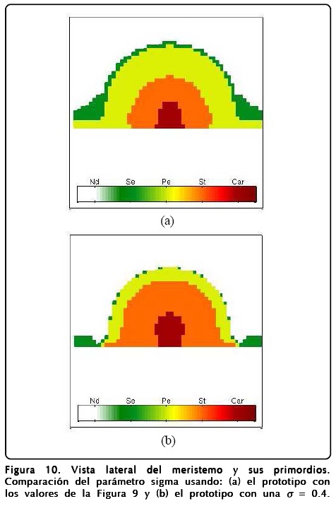 Modelo de diferenciación celular en la floración de Arabidopsis thaliana