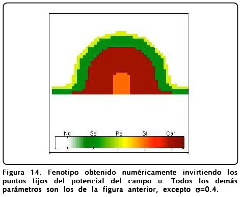 Modelo de diferenciación celular en la floración de Arabidopsis thaliana