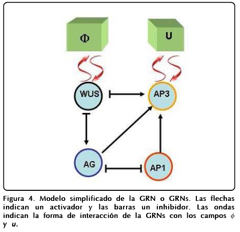 Modelo de diferenciación celular en la floración de Arabidopsis thaliana