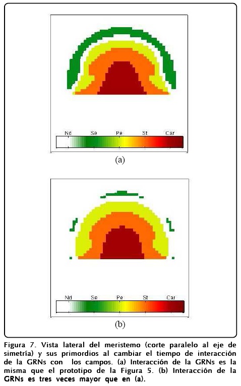 Modelo de diferenciación celular en la floración de Arabidopsis thaliana