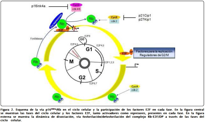 La vía Rb/E2F y la familia de proteínas represoras polycomb en el ...