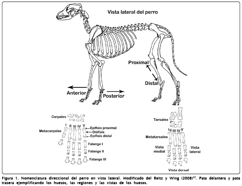 Estudio comparativo de algunos elementos de las extremidades de las ...