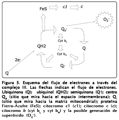 La producción de especies reactivas de oxígeno (EROs) en las ...