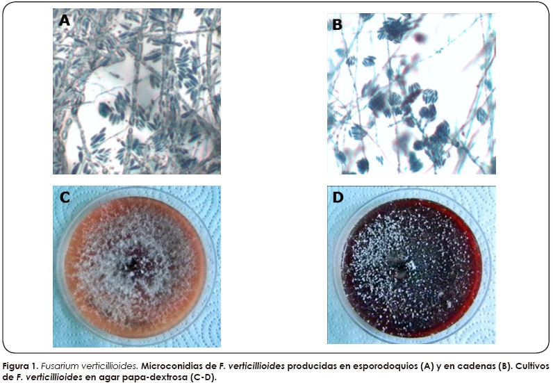 Fumonisinas -Síntesis y función en la interacción Fusarium ...