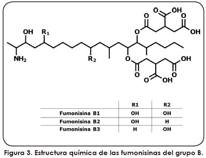 Fumonisinas -Síntesis y función en la interacción Fusarium ...
