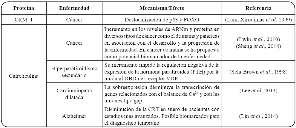 Receptores nucleares: del núcleo al citoplasma