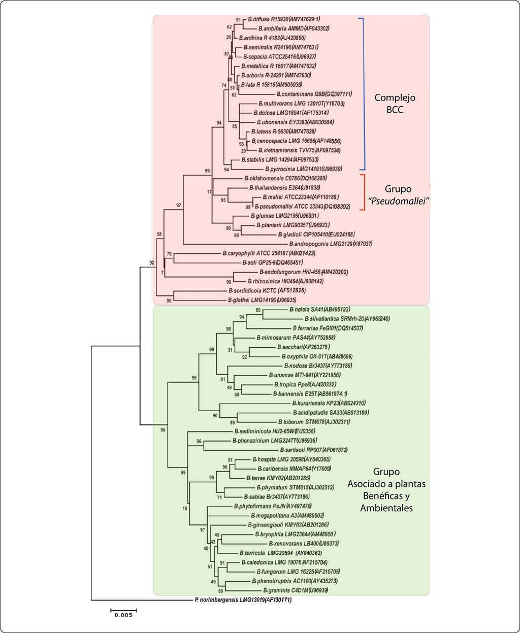 Burkholderia tropica una bacteria con gran potencial para su uso en la ...
