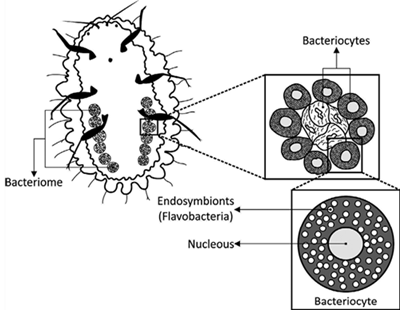 Endosymbiotic microorganisms of scale insects