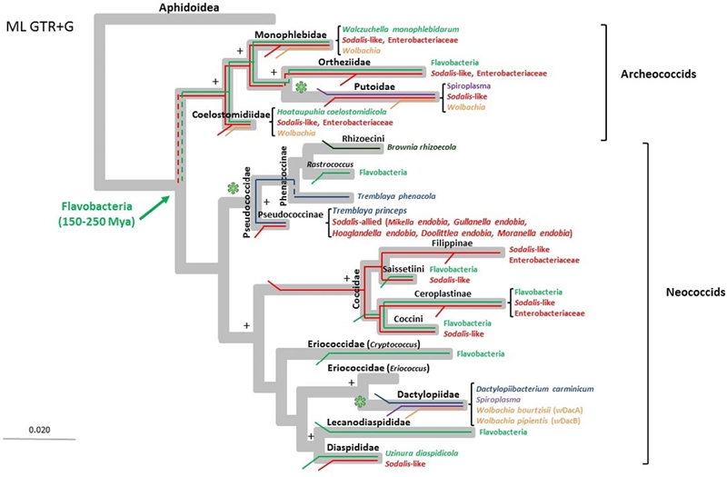 Endosymbiotic microorganisms of scale insects