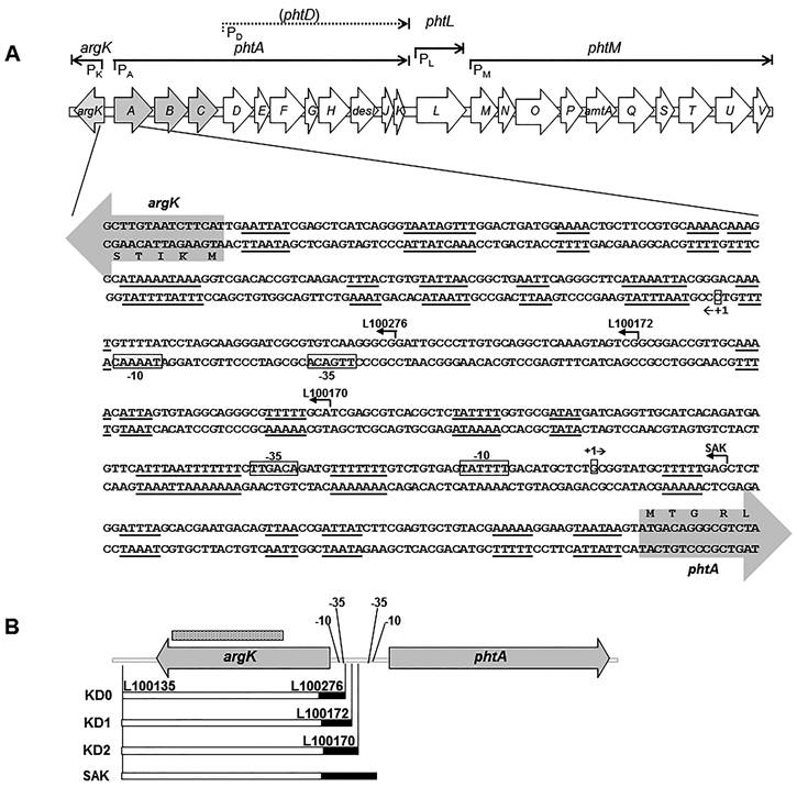 An interpromoter region enhances transcription of argK gene, encoding ...
