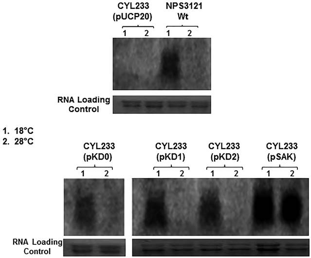 An interpromoter region enhances transcription of argK gene, encoding ...