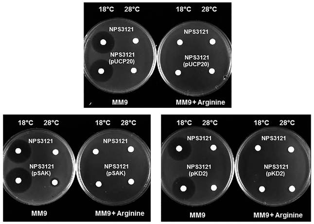 An interpromoter region enhances transcription of argK gene, encoding ...