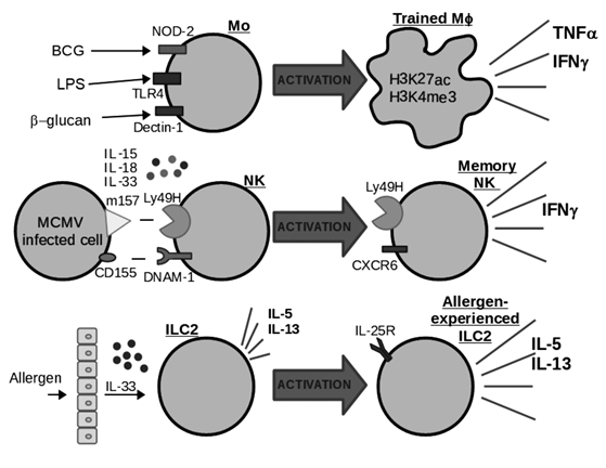 Innate immune memory, the missing piece of the immunological response