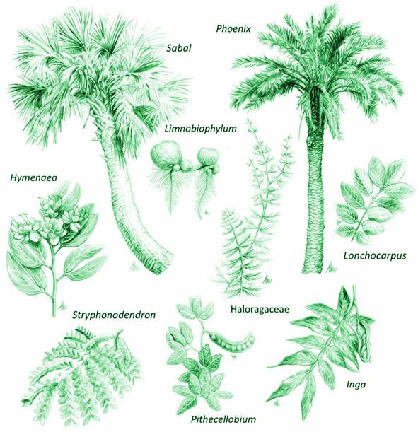Una historia de éxito: biodiversidad a través de fósiles