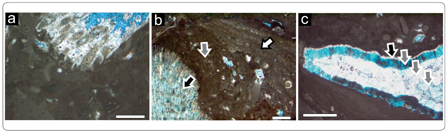 Microbialite-dominated fossil associations in Cipit Boulders from Alpe ...