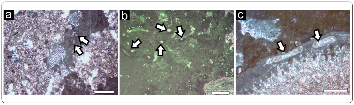 Microbialite-dominated fossil associations in Cipit Boulders from Alpe ...