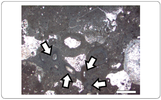 Microbialite-dominated fossil associations in Cipit Boulders from Alpe ...
