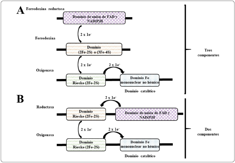 Estructura y función de las oxigenasas tipo Rieske/mononuclear