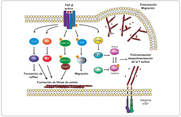 TGF-β y células cebadas: reguladores del desarrollo del tumor