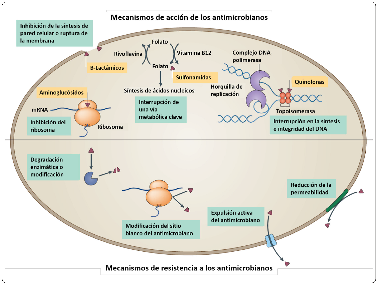 La batalla contra las superbacterias: No más antimicrobianos, no hay ESKAPE
