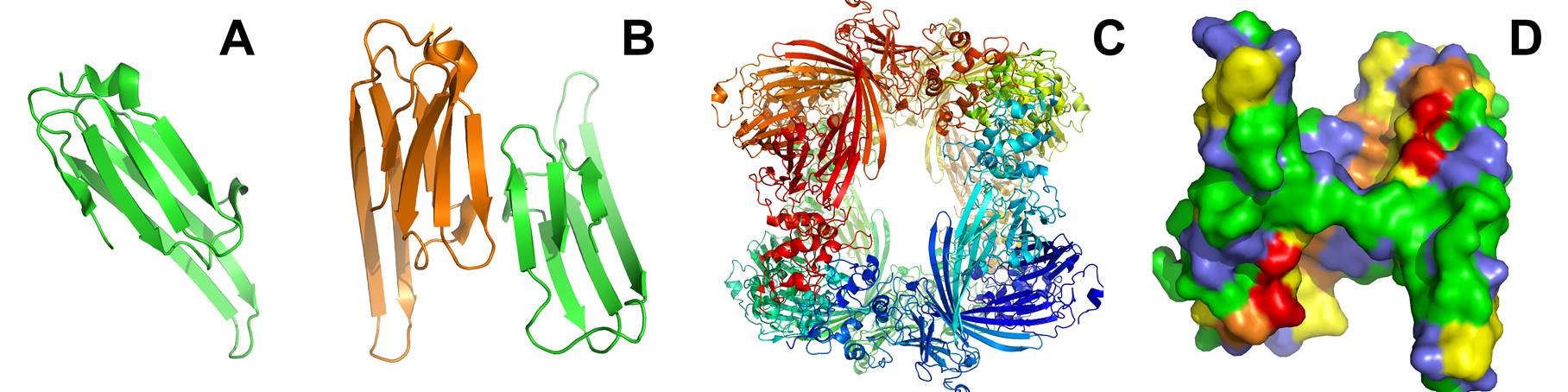 Características comunes de las chaperonas pequeñas y diméricas
