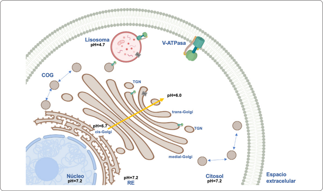 Análisis de la mutación c.187 C>T en el gen ATP6V0A2 mediante PCR-ARMS