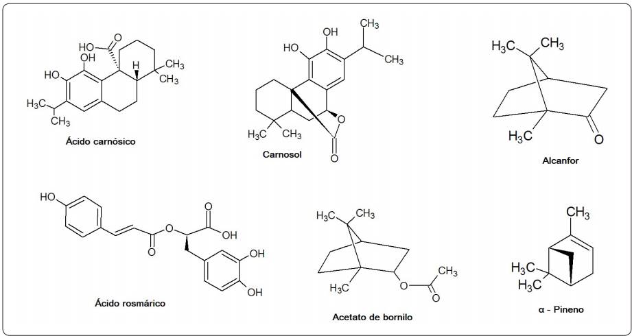 Romero (Rosmarinus officinalis L.): su origen, importancia y ...