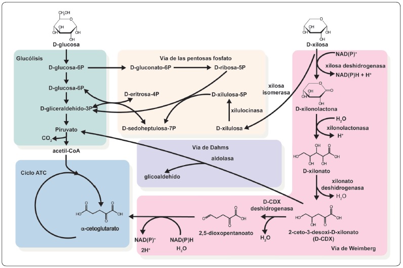 Los isoprenoides como fuente de biocombustibles