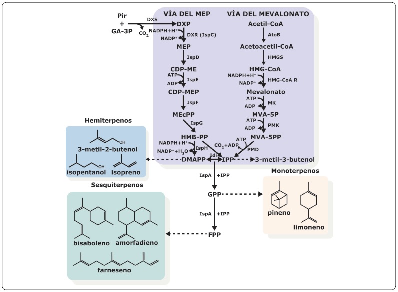 Los isoprenoides como fuente de biocombustibles