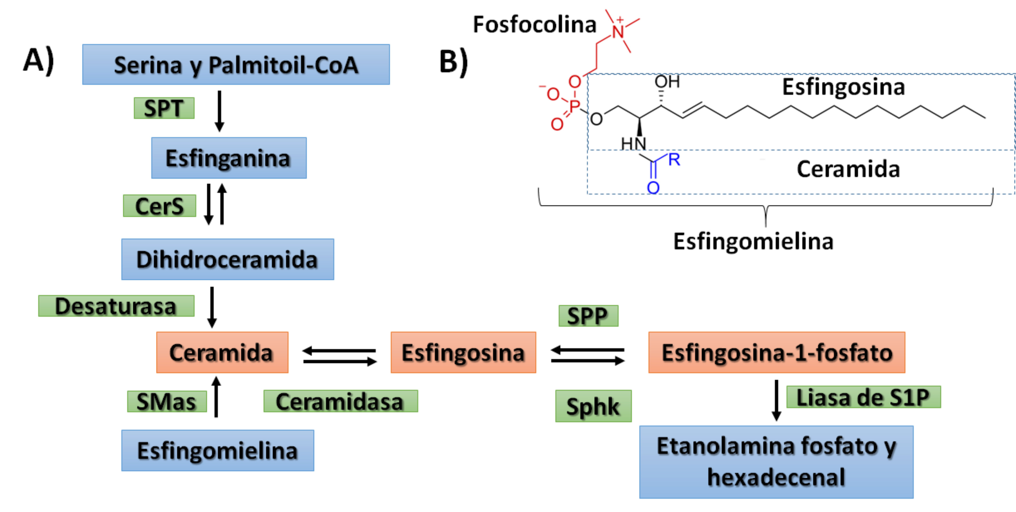 El receptor S1P1 de la esfingosina1-fosfato: avances en el conocimiento ...