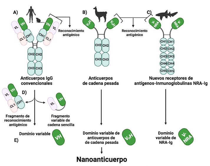Nanoanticuerpos: desarrollo biotecnológico y aplicaciones