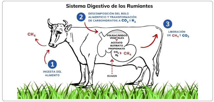 Metagenómica y metatranscriptómica para mitigar las emisiones de metano ...