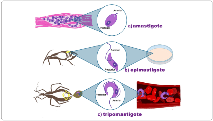 Enfermedad de Chagas: biología y transmisión de Trypanosoma cruzi