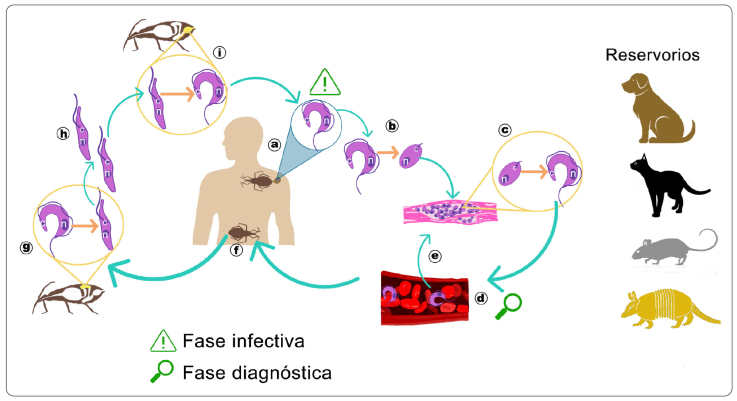Enfermedad de Chagas: biología y transmisión de Trypanosoma cruzi