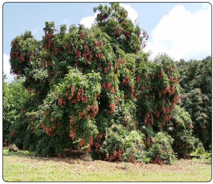 Cultivo Del árbol Frutal De Lichi Planta De Lichi (litchi Chinensis)