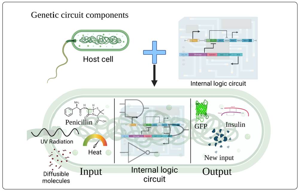 Synthetic biology: On the development of genetic circuits and their ...