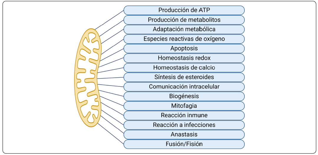 Mitocondrias Animales
