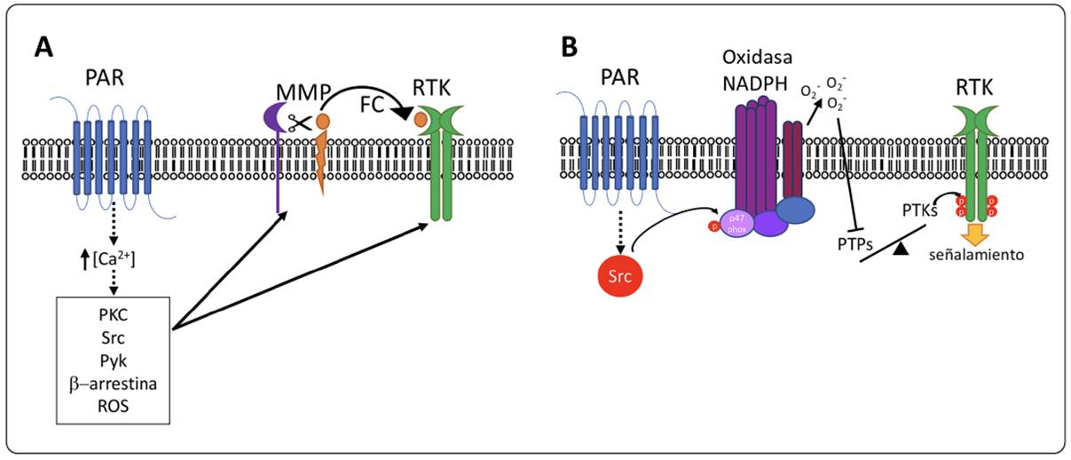 Activación concertada de los receptores transmembranales: Repercusiones ...